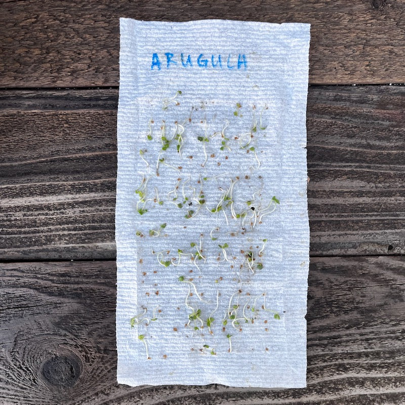 Germination testing at home – Orta Gardens