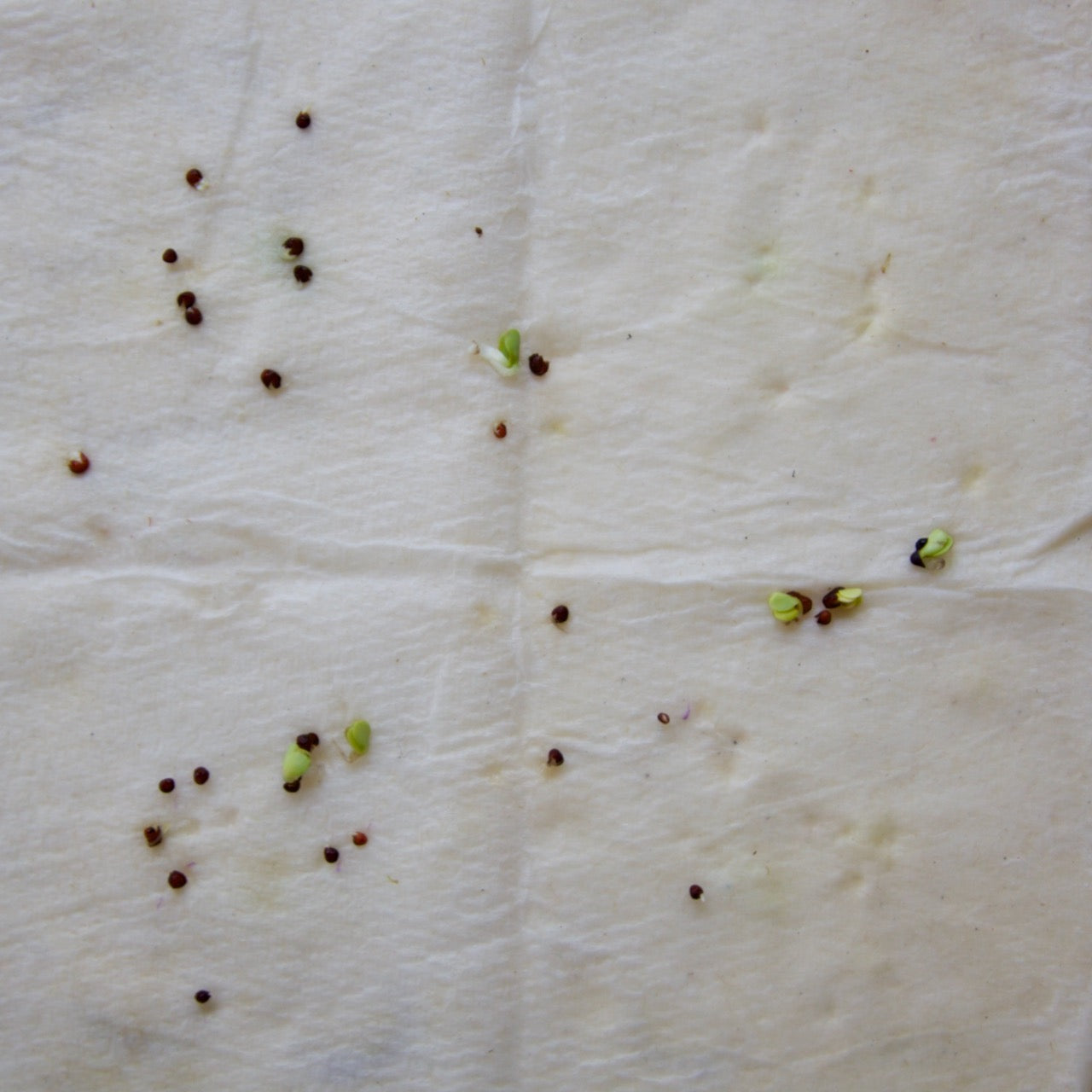 How to test if seeds are good: A germination test. – Orta Gardens