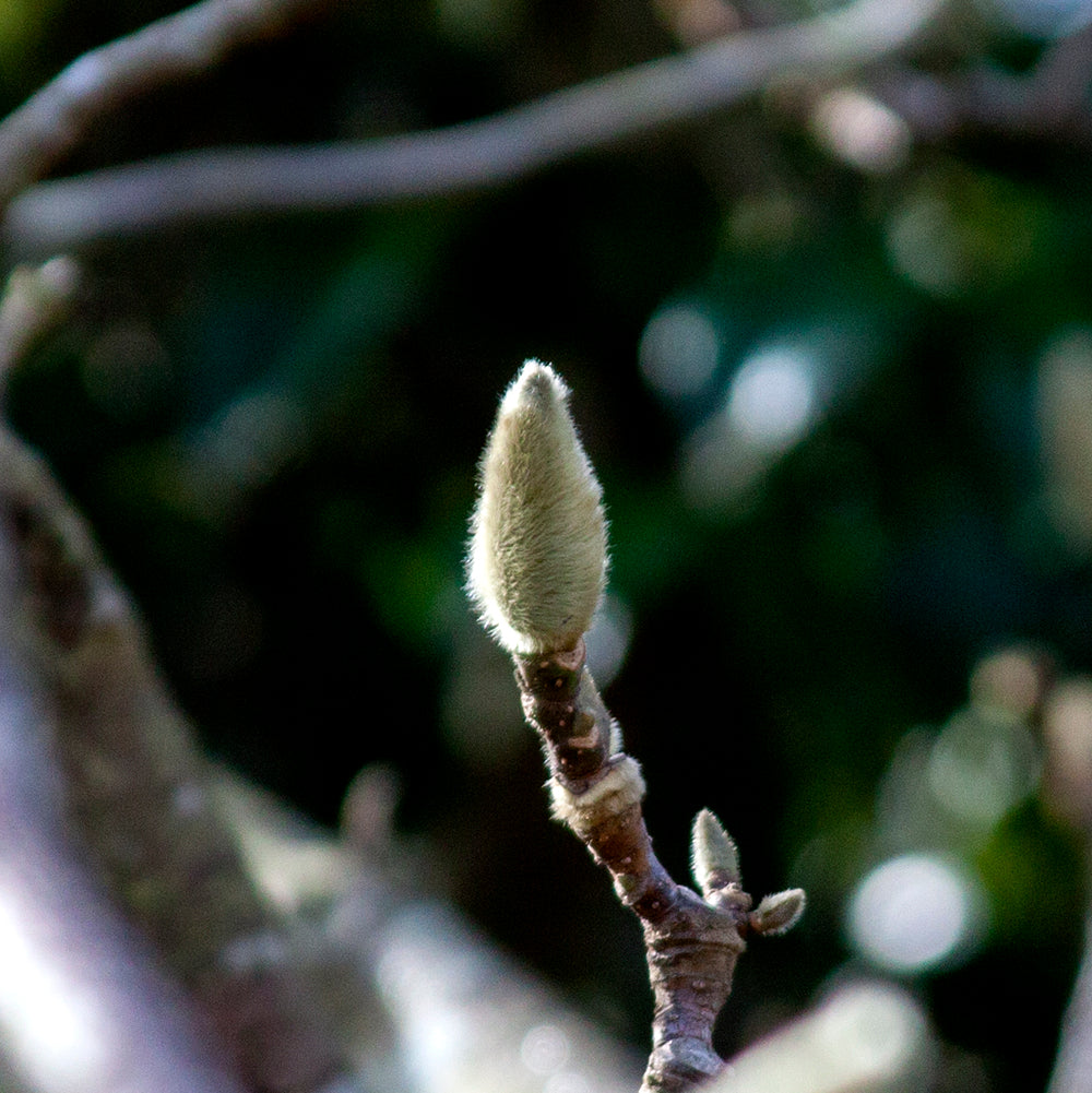 Winter Solstice Traditions for Gardeners – Orta Gardens