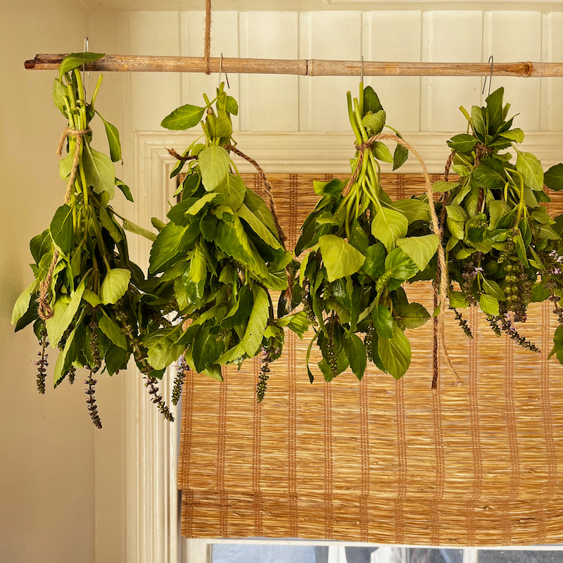 Tulsi Basil Seeds Temperate - Organic – Orta Gardens