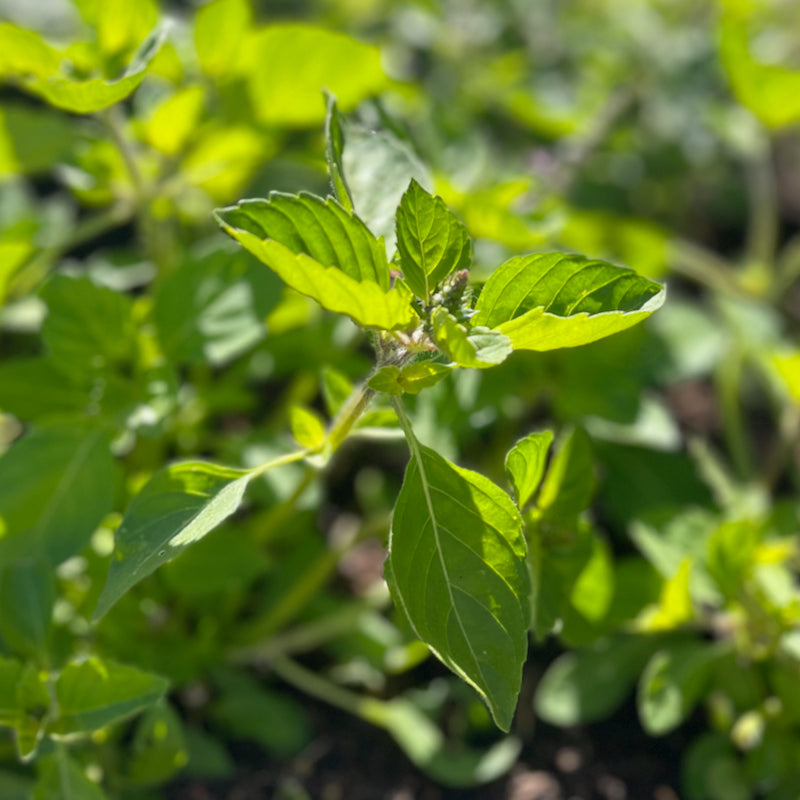 Tulsi Basil Seeds Temperate - Organic – Orta Gardens