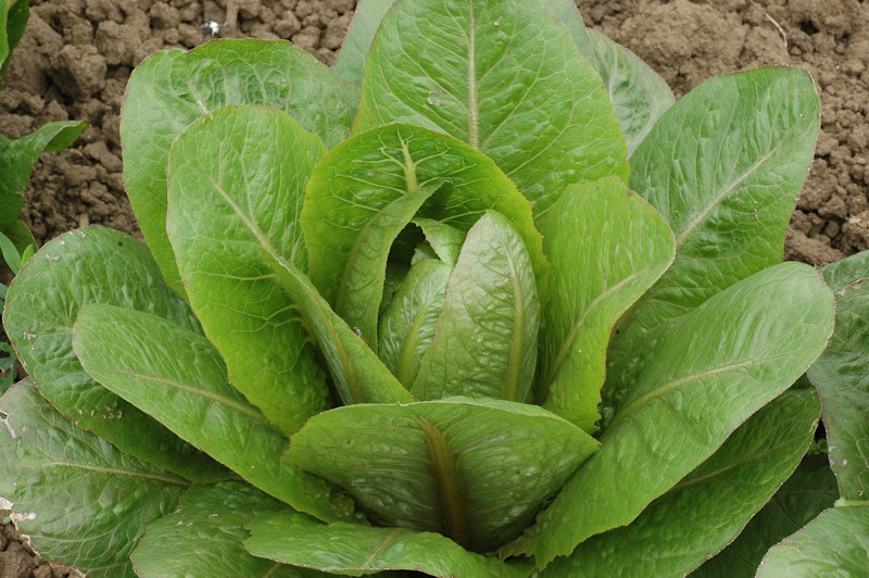 Organic Brown Goldring Lettuce – Orta Gardens